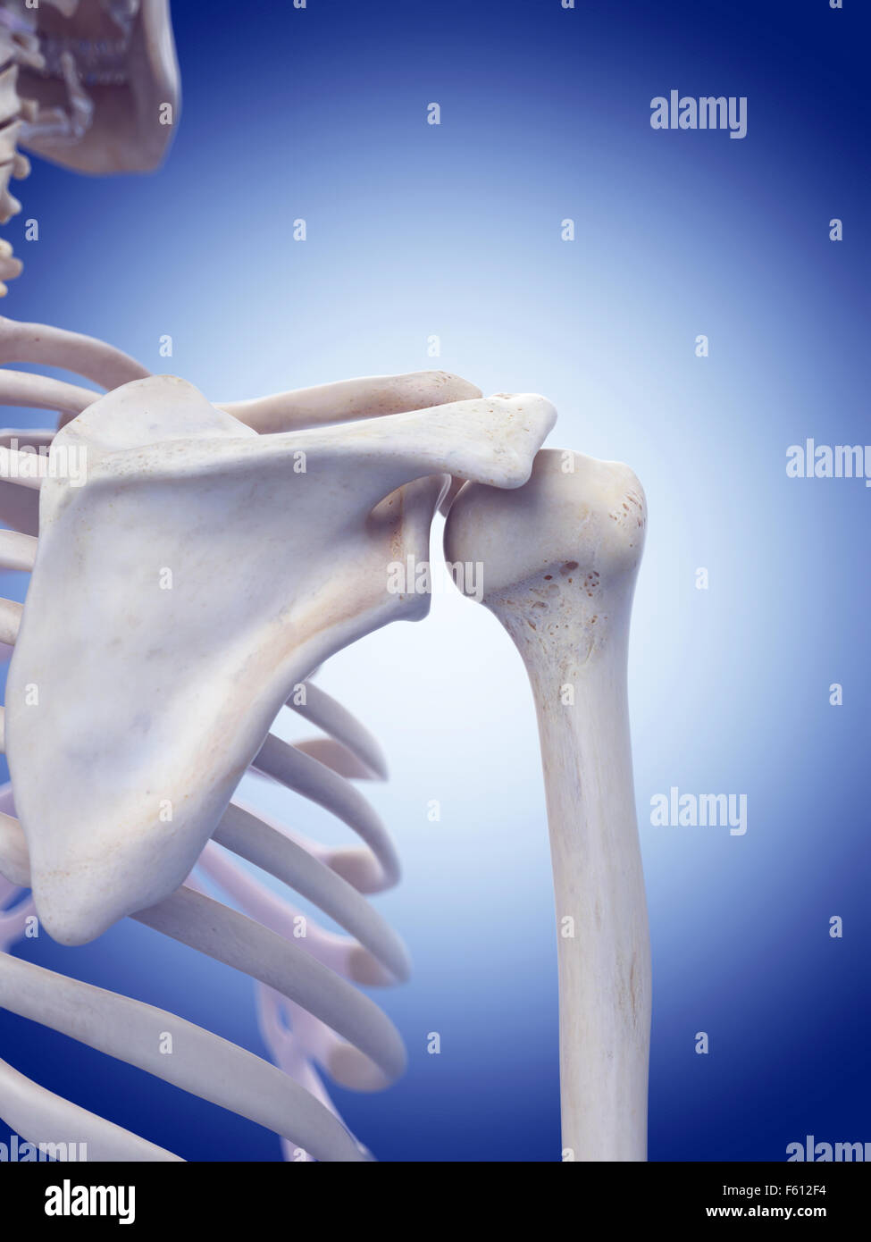 Human shoulder bones hi-res stock photography and images - Alamy