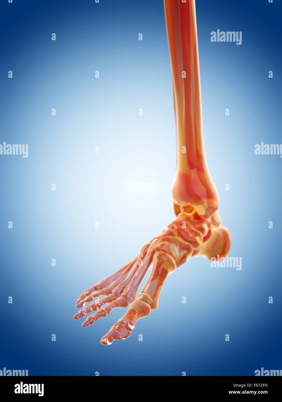 Human bones foot anatomy hi-res stock photography and images - Alamy