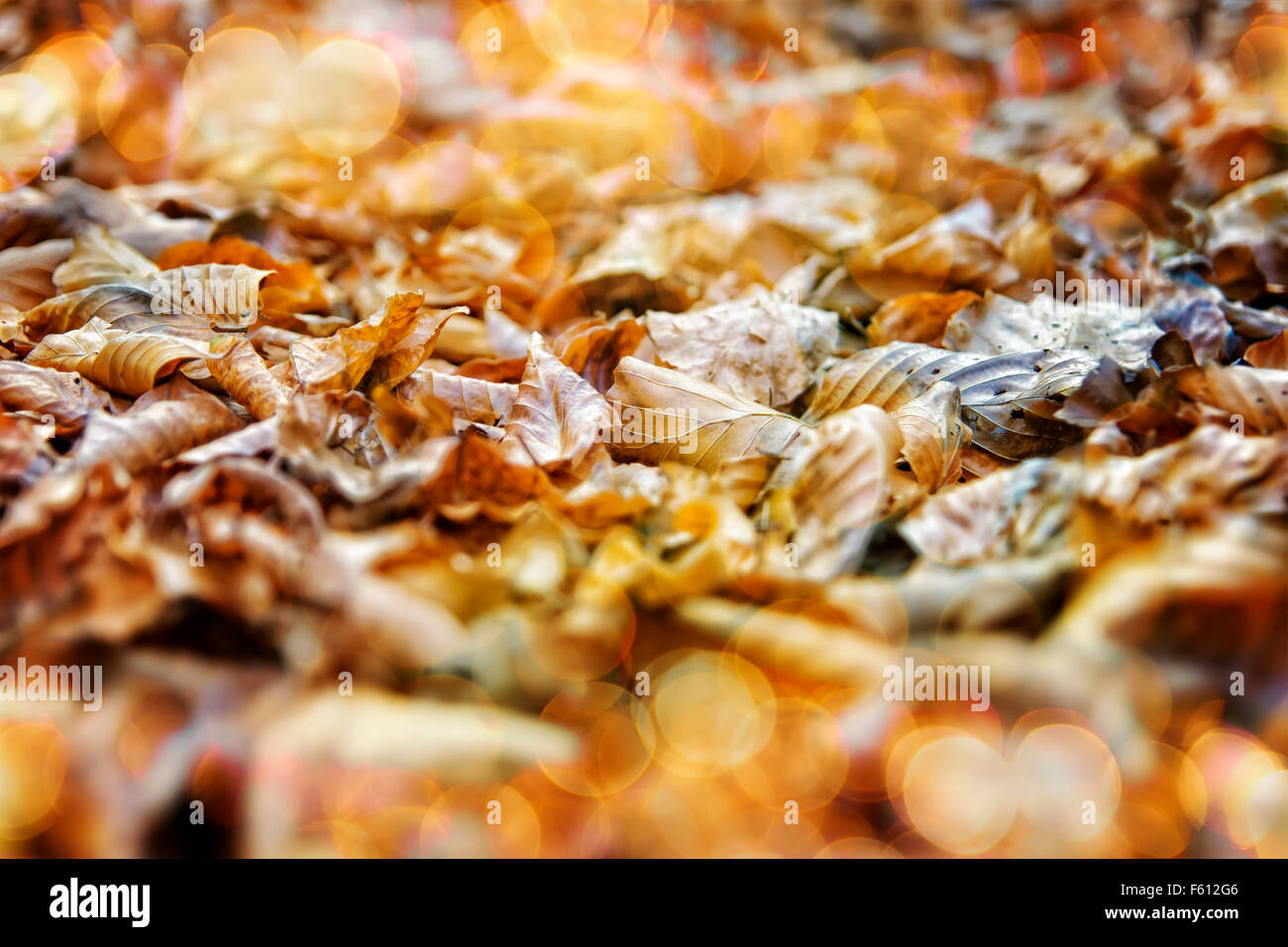 Foliage on ground hi-res stock photography and images - Alamy