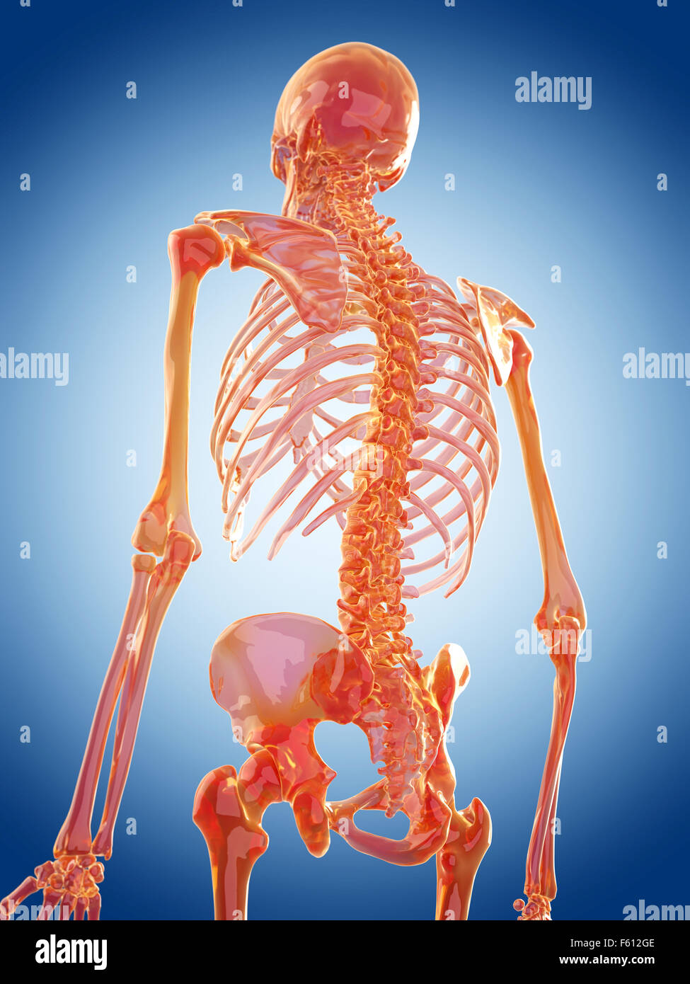 glass skeleton illustration - the spine Stock Photo - Alamy