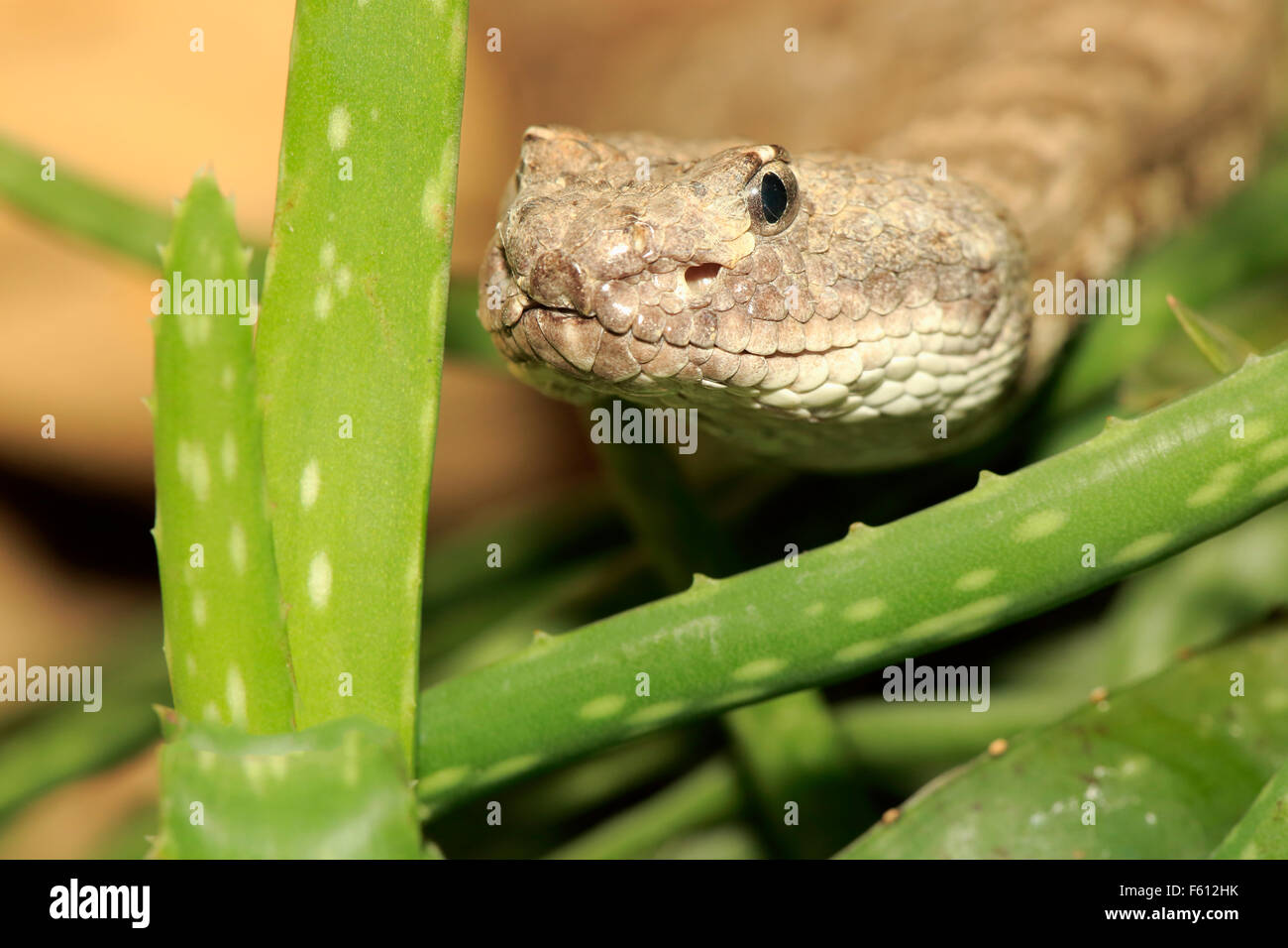 Western rattlesnake or prairie rattlesnake (Crotalus viridis), adult ...