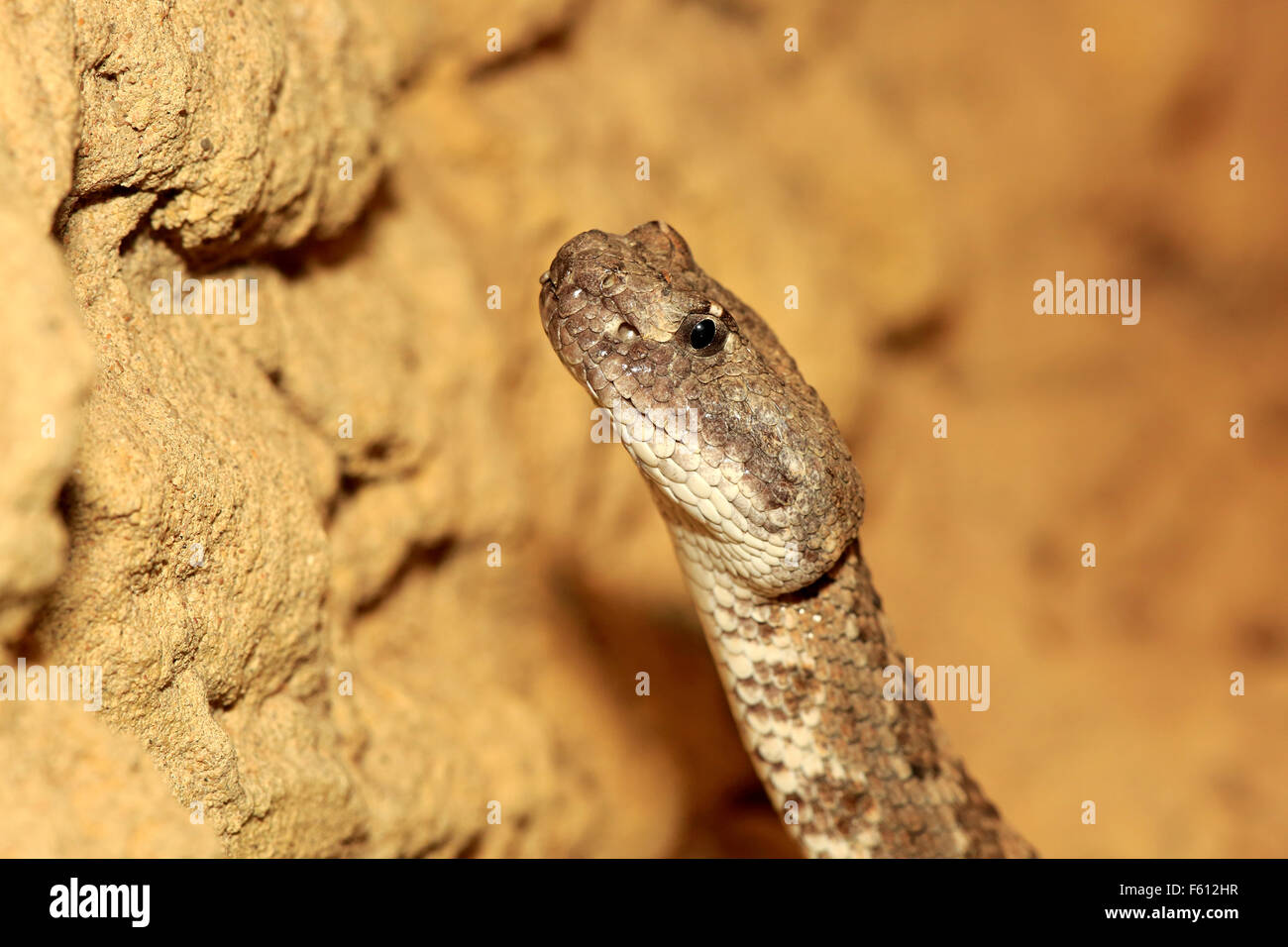 Crotalus viridis hi-res stock photography and images - Alamy