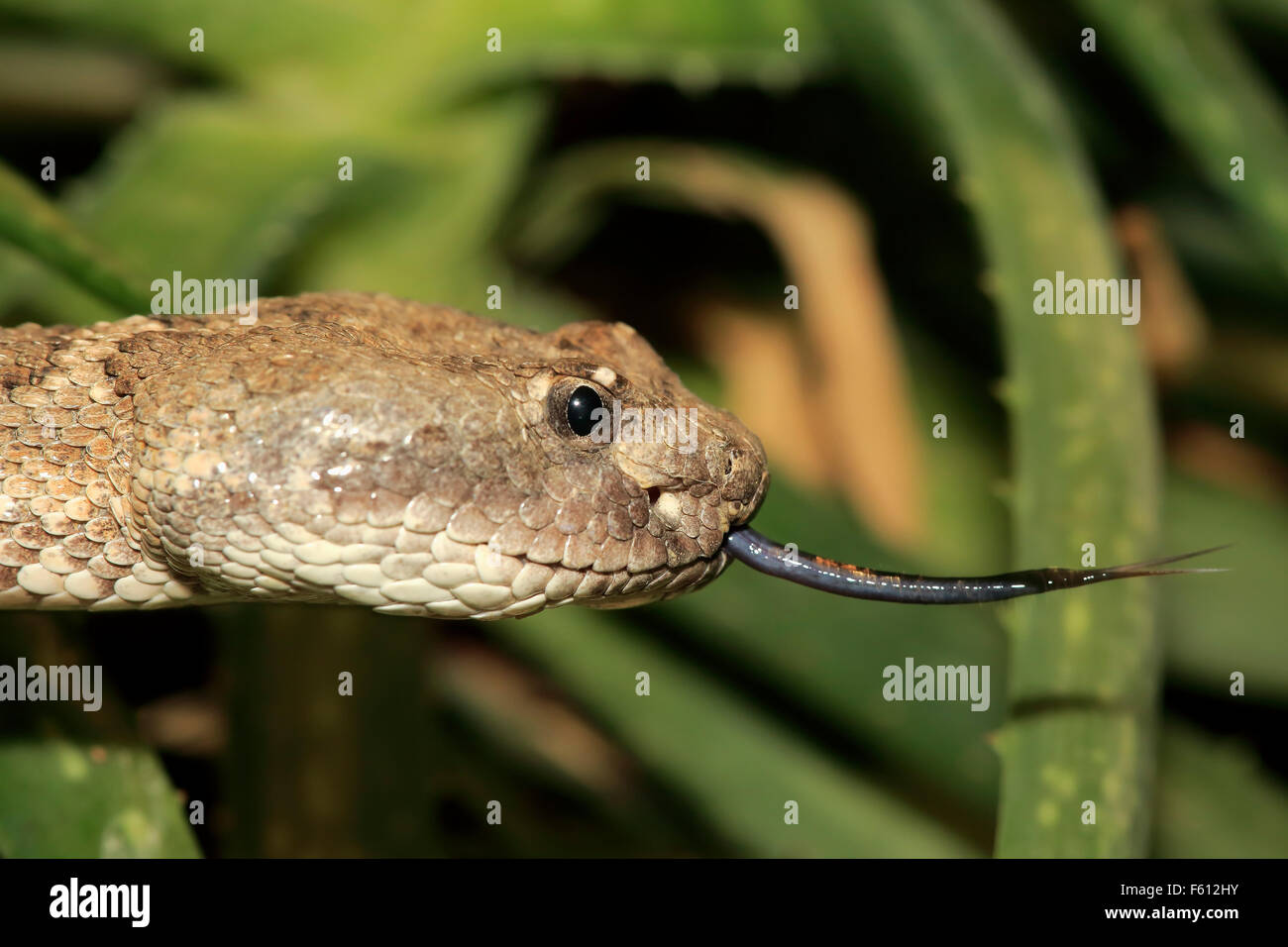Captive Rattlesnake High Resolution Stock Photography and Images - Alamy