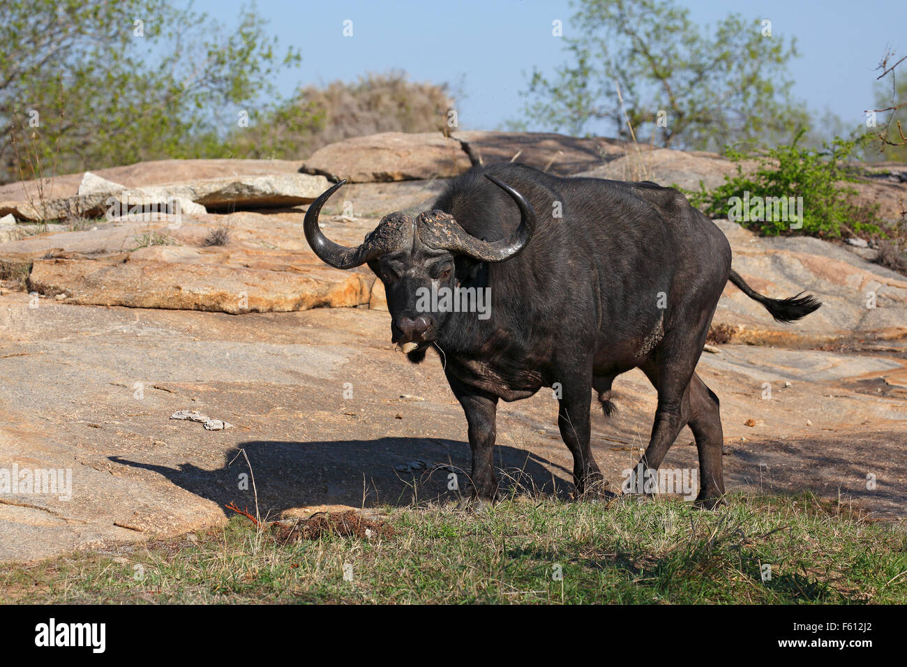 Male buffalo male african buffalo hi-res stock photography and images ...