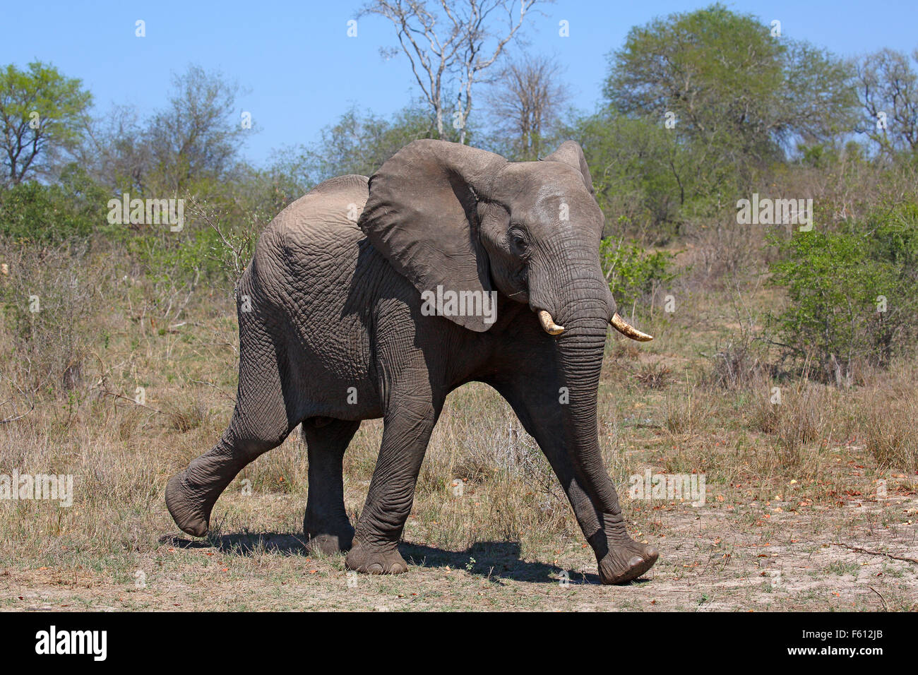 African bush elephant (Loxodonta africana) in the bush, adult, Kruger ...