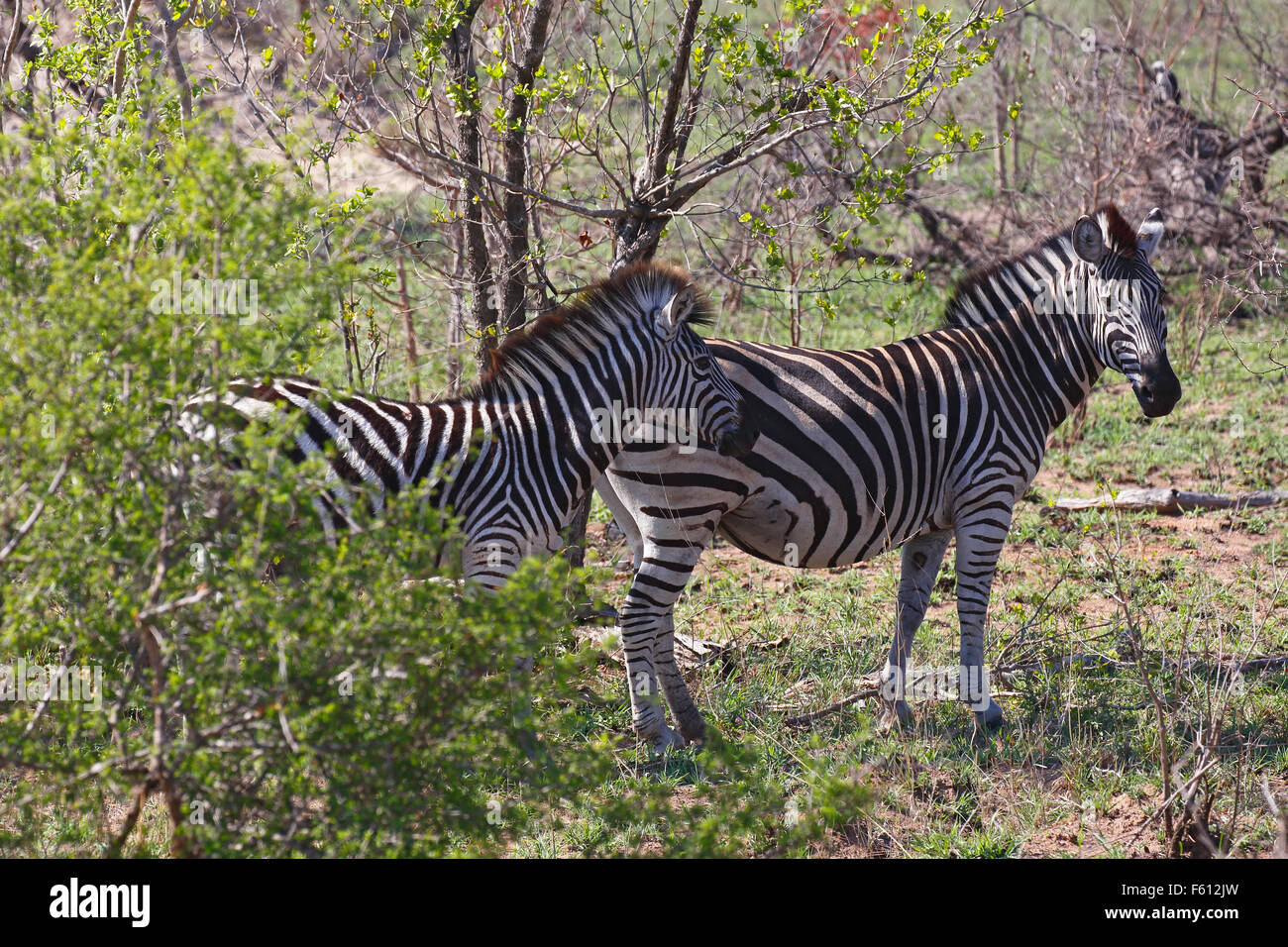 Burchell's zebra (Equus quagga burchelli) in the bush, Kruger National Park, South Africa Stock ...
