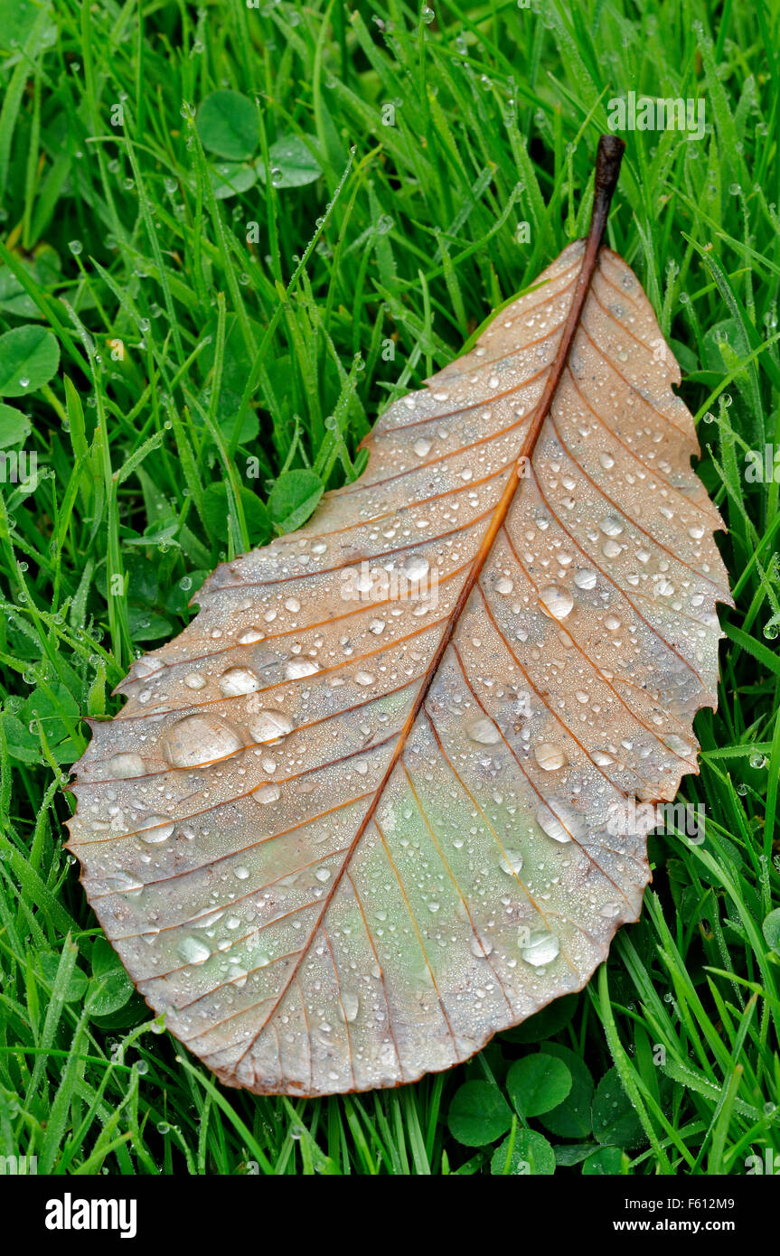 Armenian oak quercus pontica hi-res stock photography and images - Alamy