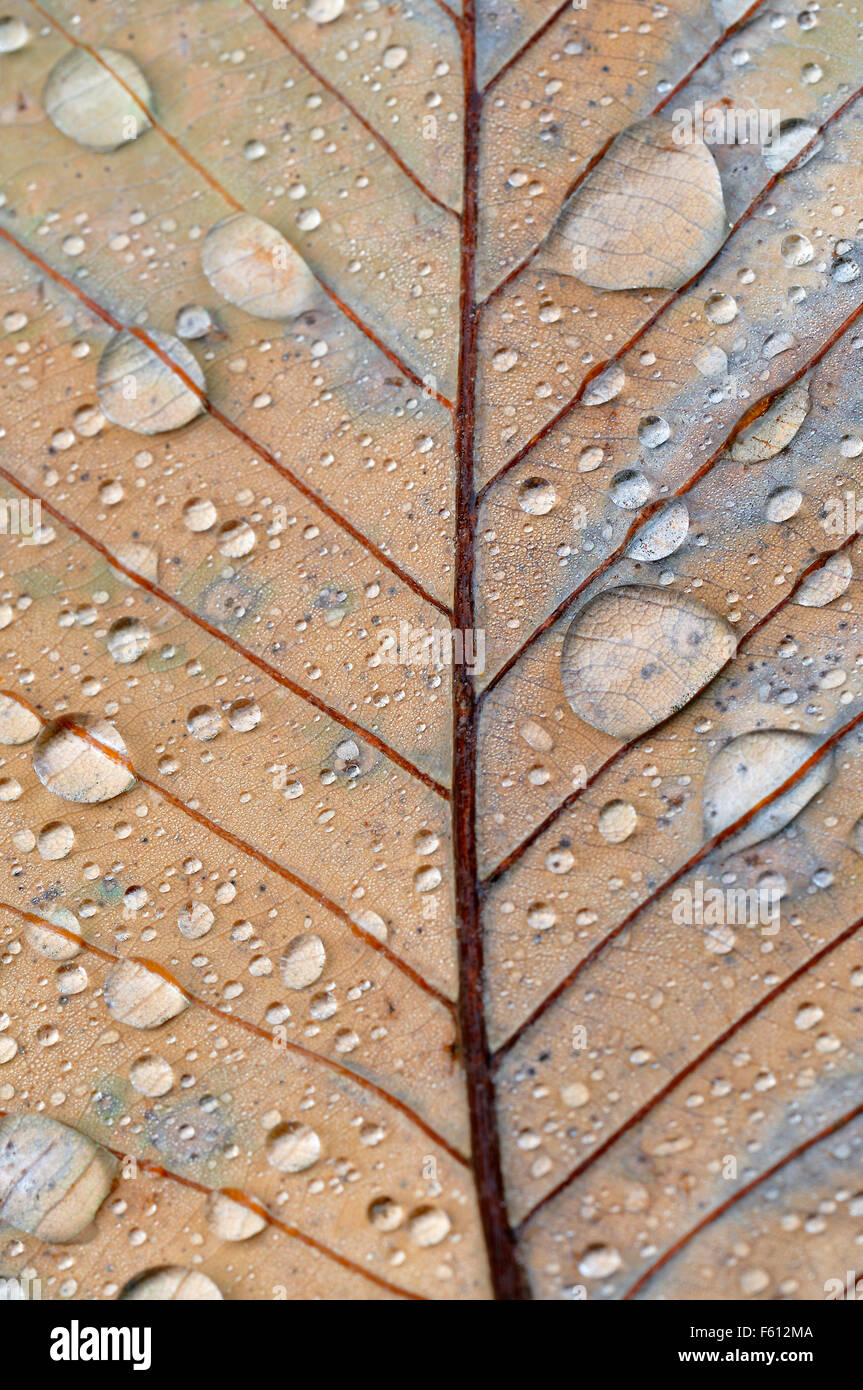 Pontine or Armenian oak (Quercus pontica), autumnal leaf underside with ...