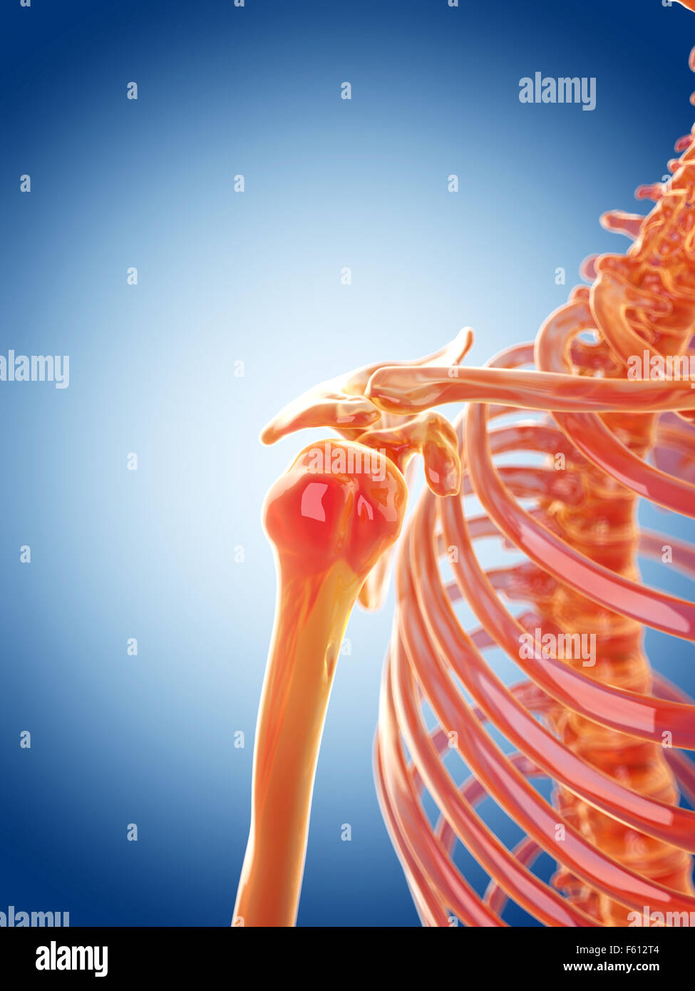 Human shoulder bones hi-res stock photography and images - Alamy