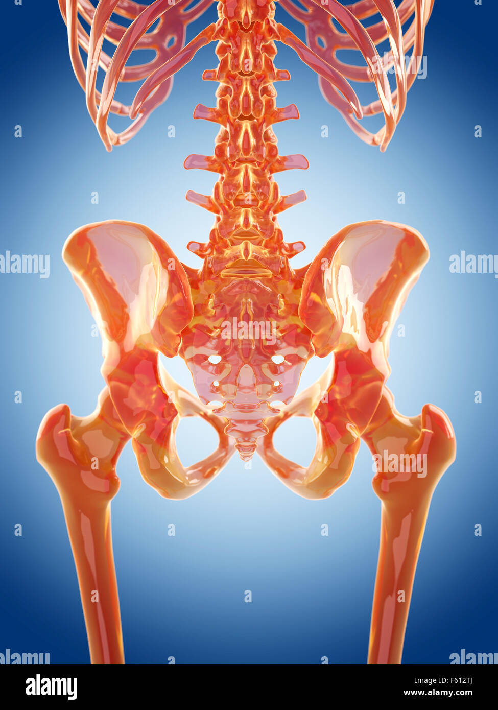 glass skeleton illustration - the lumbar spine Stock Photo - Alamy