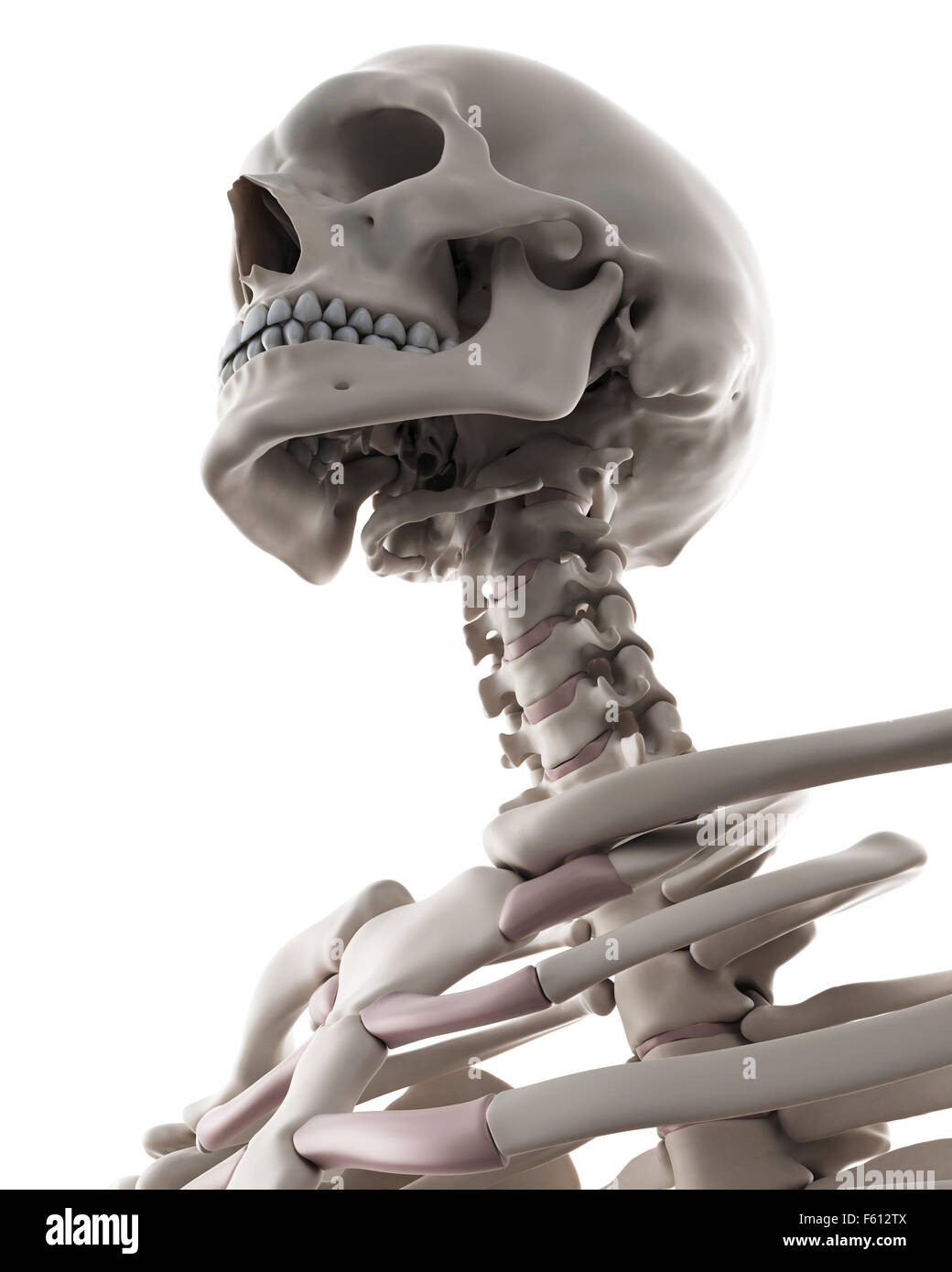 medically accurate illustration of the skeletal system - the neck Stock ...