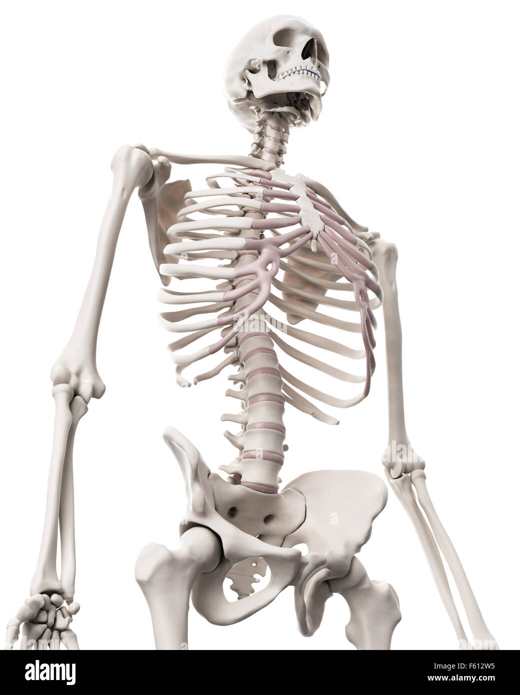 Human thoracic anatomy hi-res stock photography and images - Alamy
