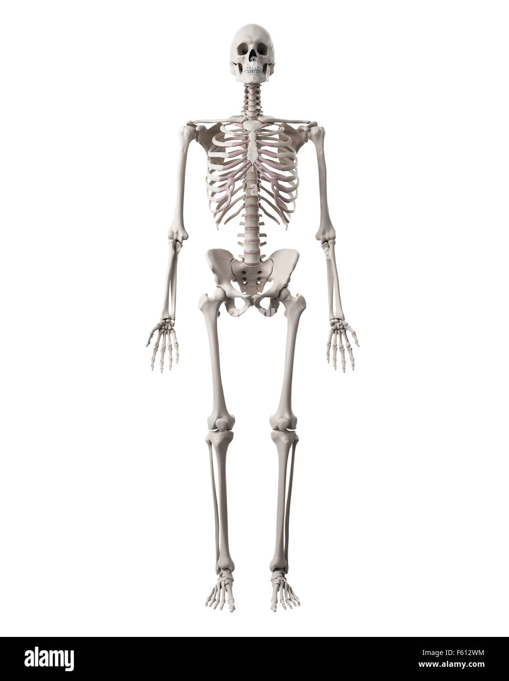 Animated Skeletal System