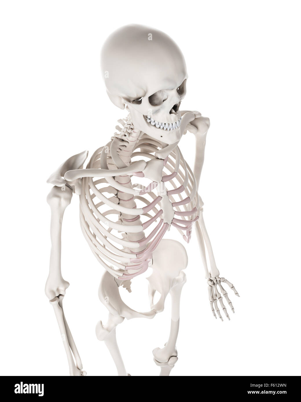 medically accurate illustration of the skeletal system - the thorax ...