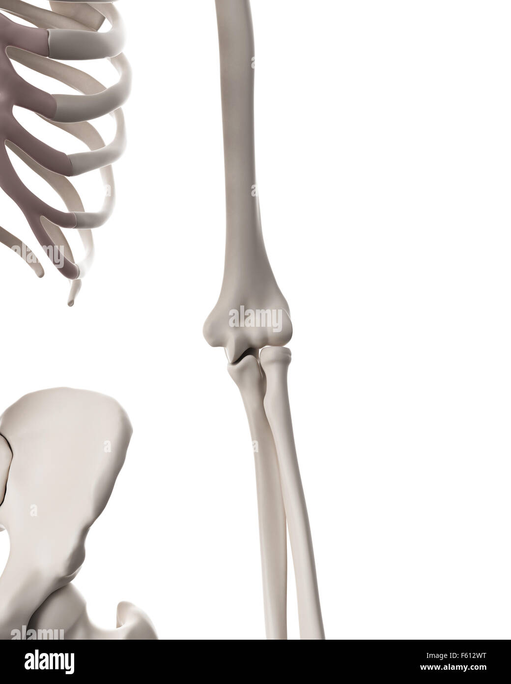 medically accurate illustration of the skeletal system - the elbow ...