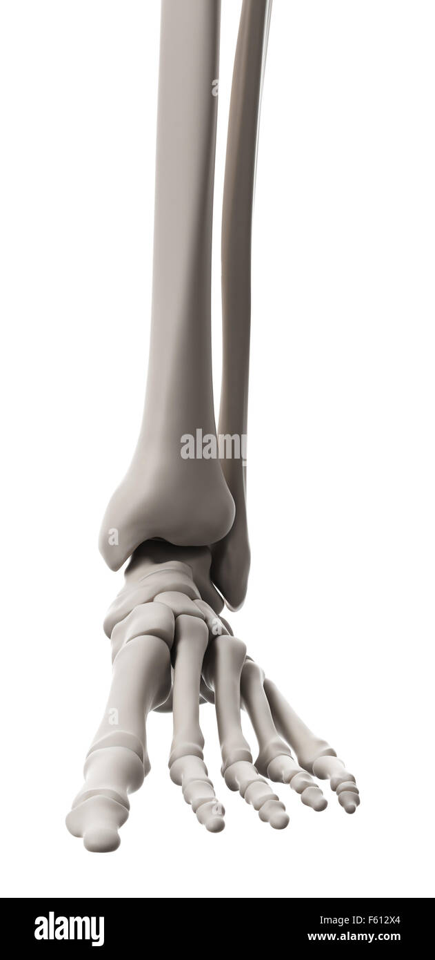 medically accurate illustration of the skeletal system - the foot Stock ...