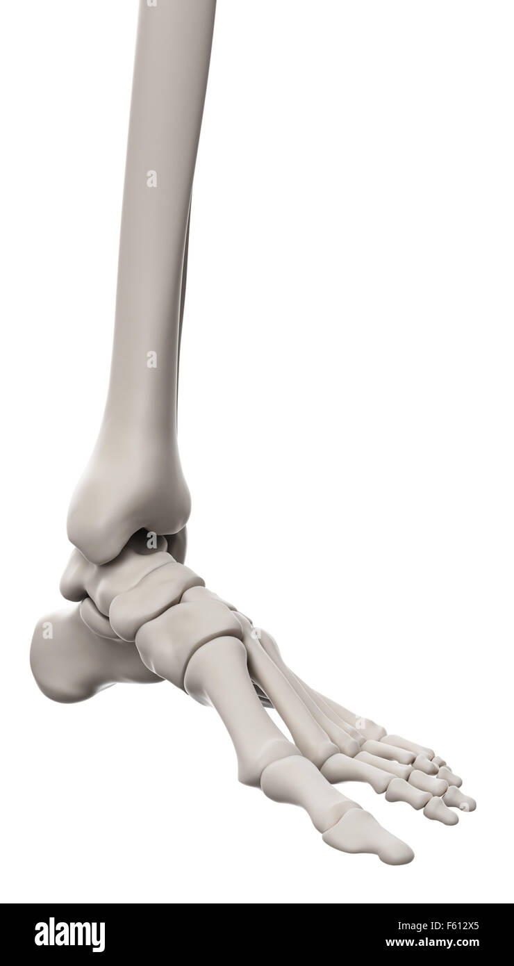 medically accurate illustration of the skeletal system - the foot Stock ...