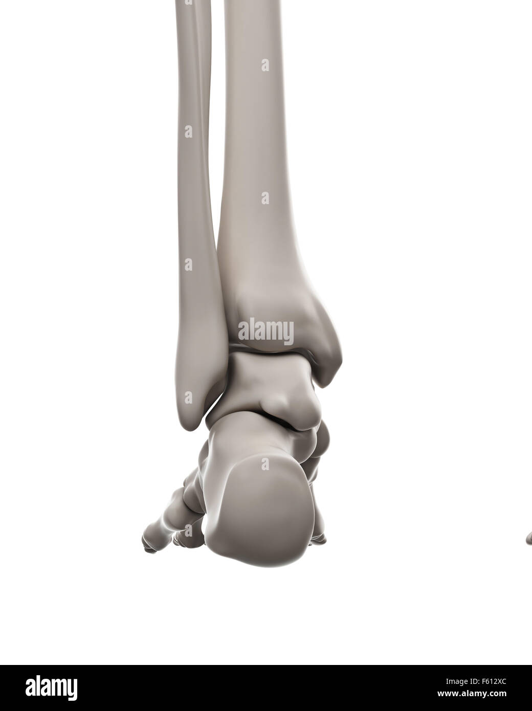 medically accurate illustration of the skeletal system - the foot Stock ...