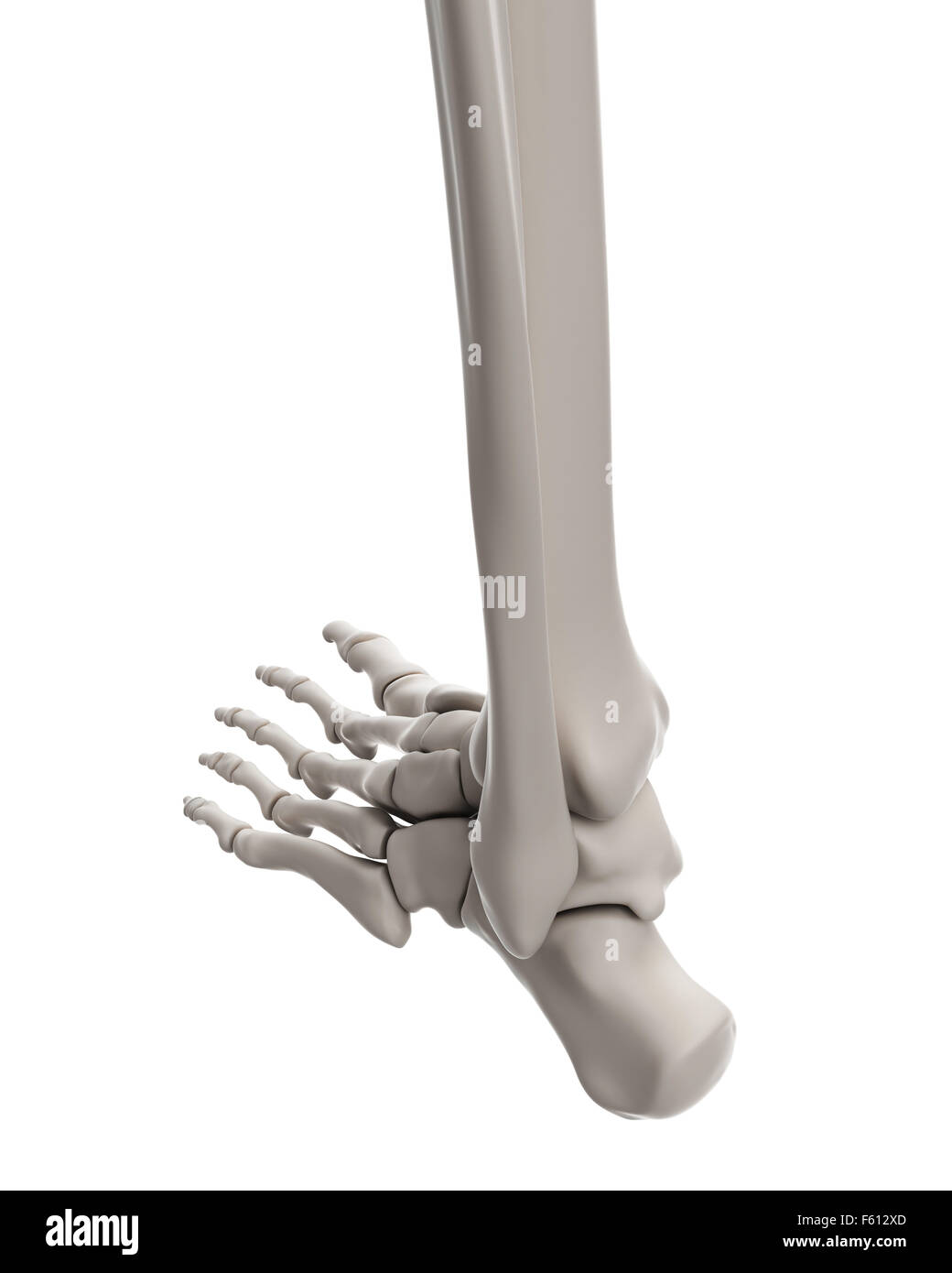medically accurate illustration of the skeletal system - the foot Stock ...