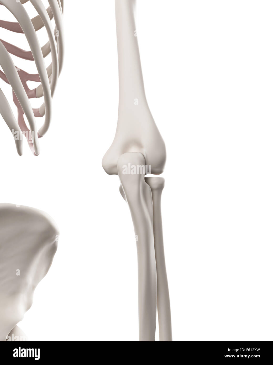 medically accurate illustration of the skeletal system - the elbow ...