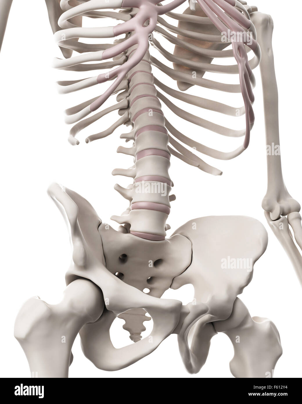 Lower spine pelvis skeleton hi-res stock photography and images - Alamy
