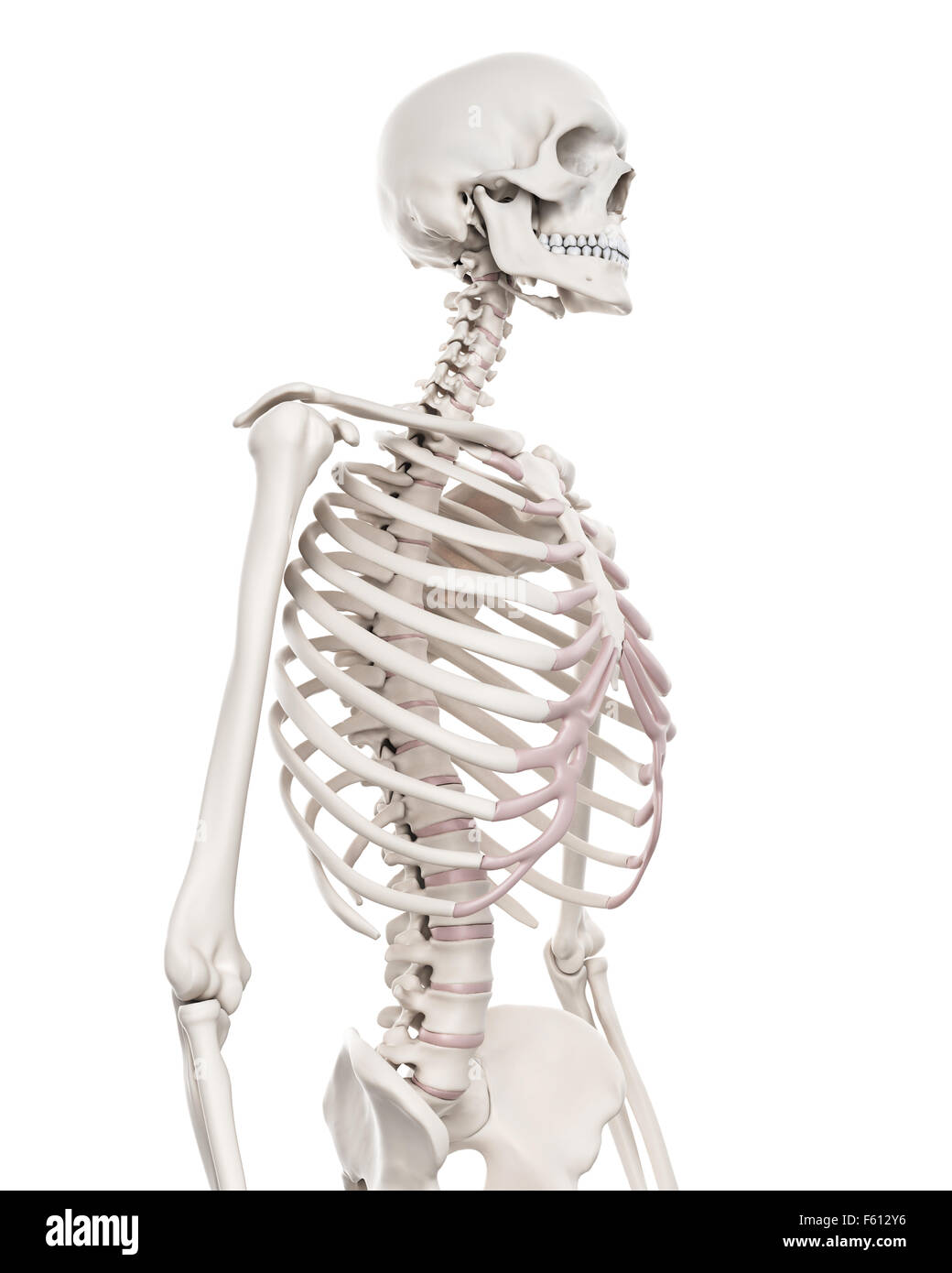 medically accurate illustration of the skeletal system - the thorax ...