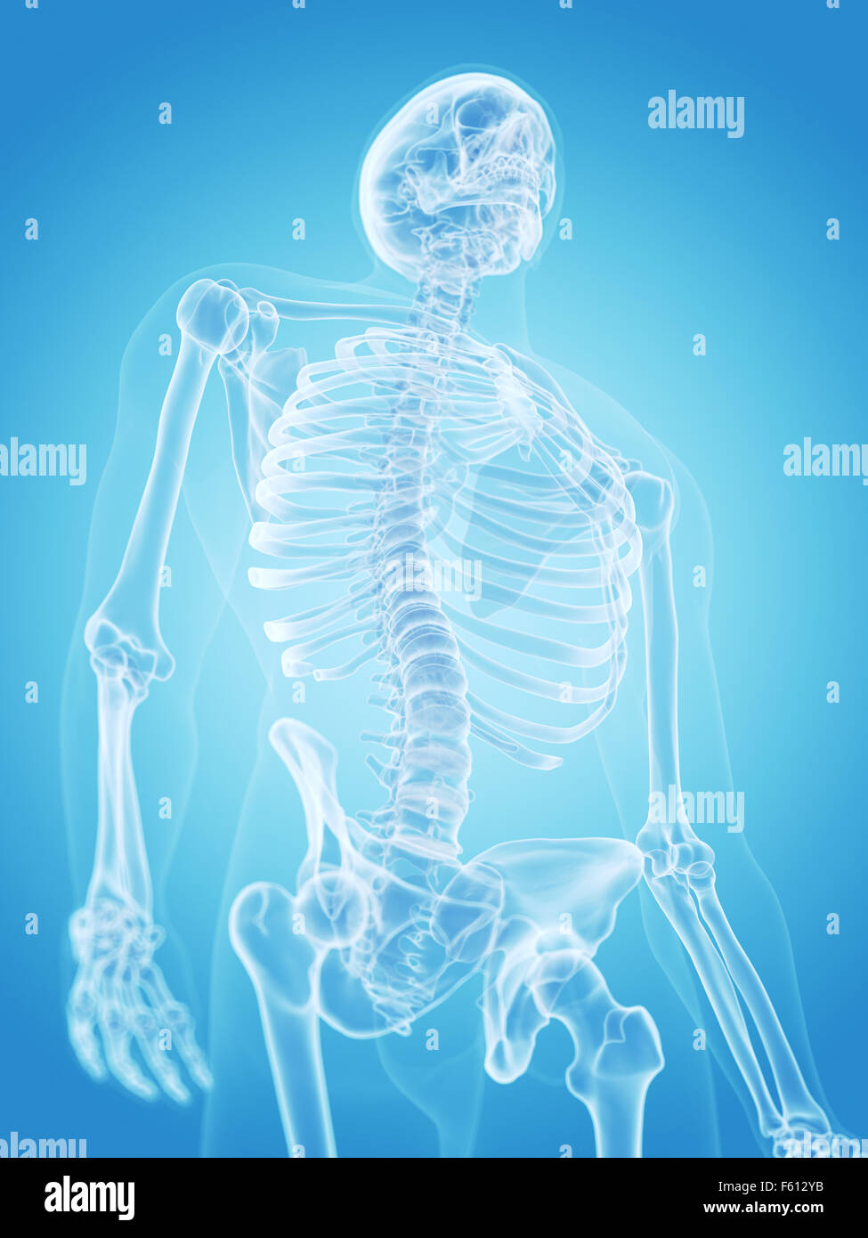 Human thorax anatomy hi-res stock photography and images - Alamy