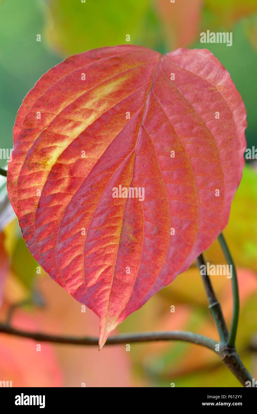 Cornus Sanguinea Leaf Hi res Stock Photography And Images Alamy cornus-sanguinea-leaf-hi-res-stock-photography-and-images-alamy