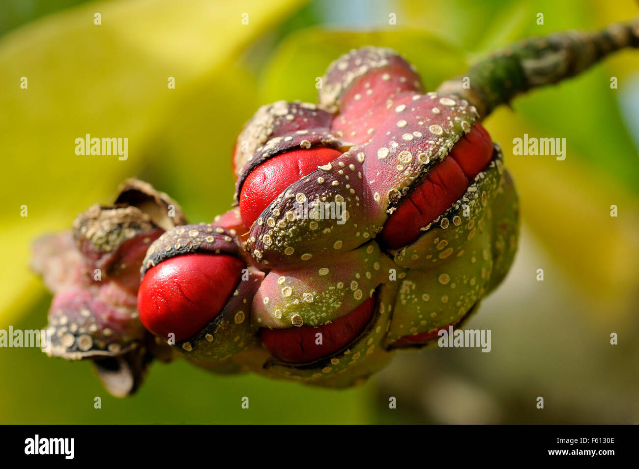 Red Fruit Magnolia Tree Stock Photos & Red Fruit Magnolia Tree Stock ...