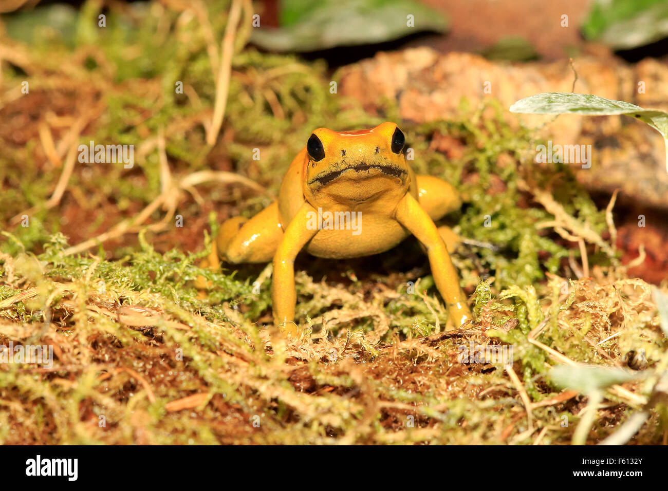 Black-legged poison frog, bicolored dart frog or neari (Phyllobates ...