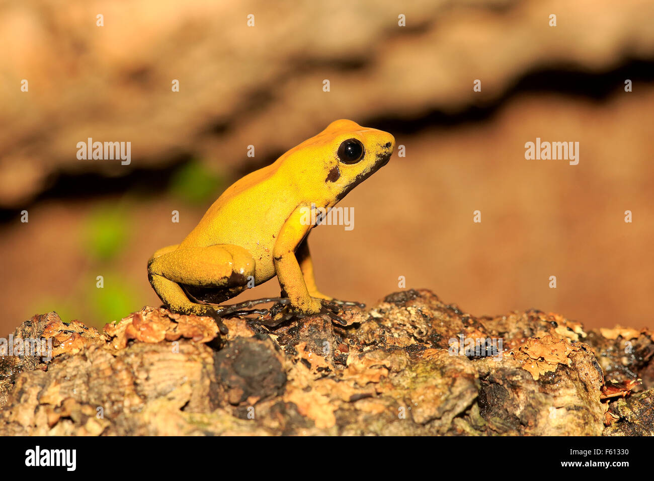 Black legged dart frog phyllobates bicolor hi-res stock photography and ...