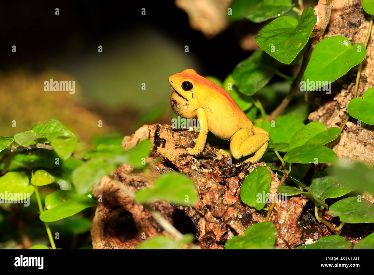 Black-legged poison frog, bicolored dart frog or neari (Phyllobates ...