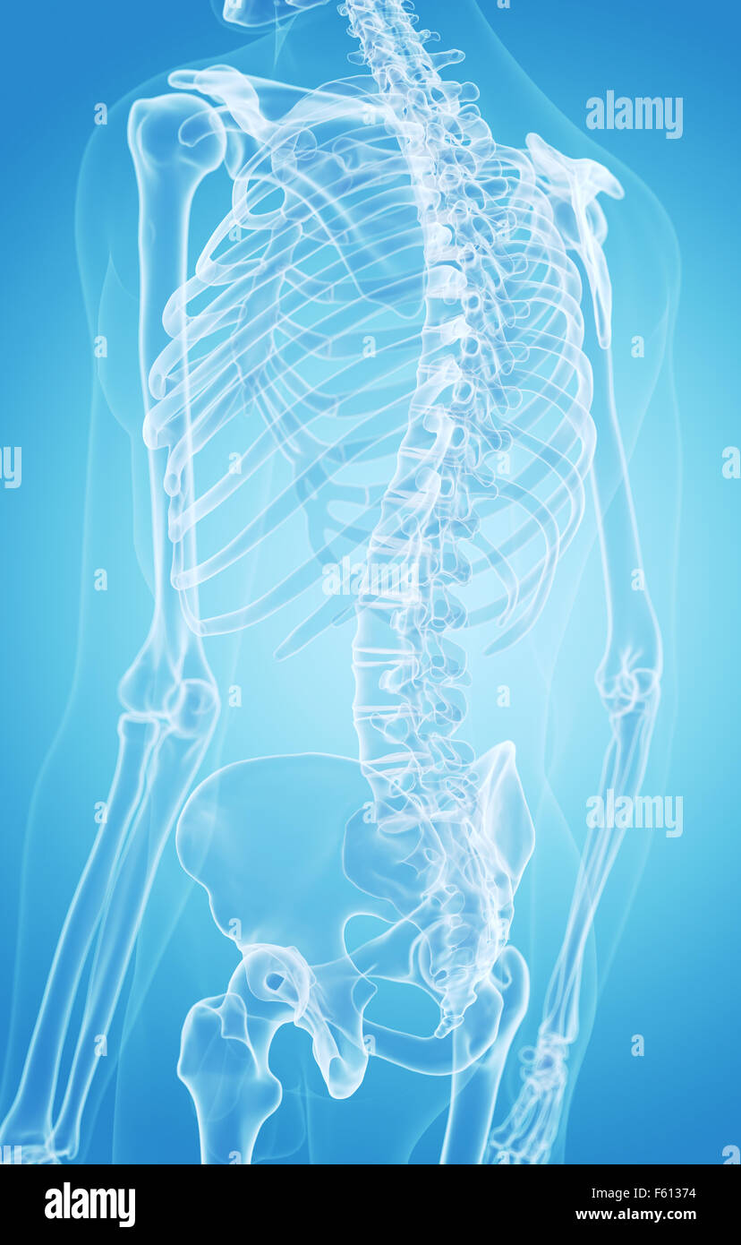Human Back Anatomy High Resolution Stock Photography and Images - Alamy
