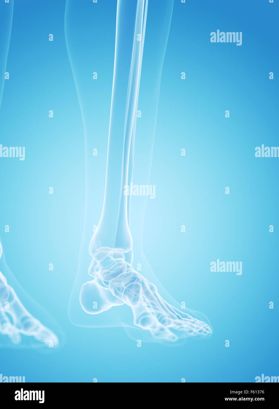 medically accurate illustration of the human skeleton - the feet Stock ...