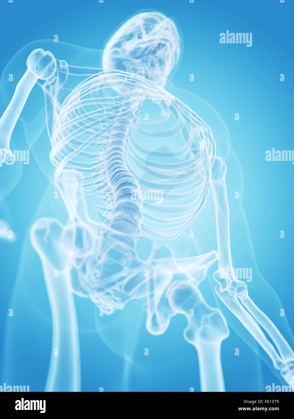 medically accurate illustration of the human skeleton - the thorax ...