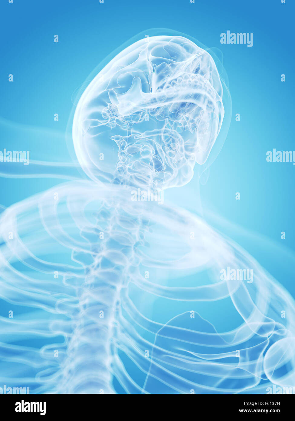 Human Thorax Anatomy High Resolution Stock Photography and Images - Alamy