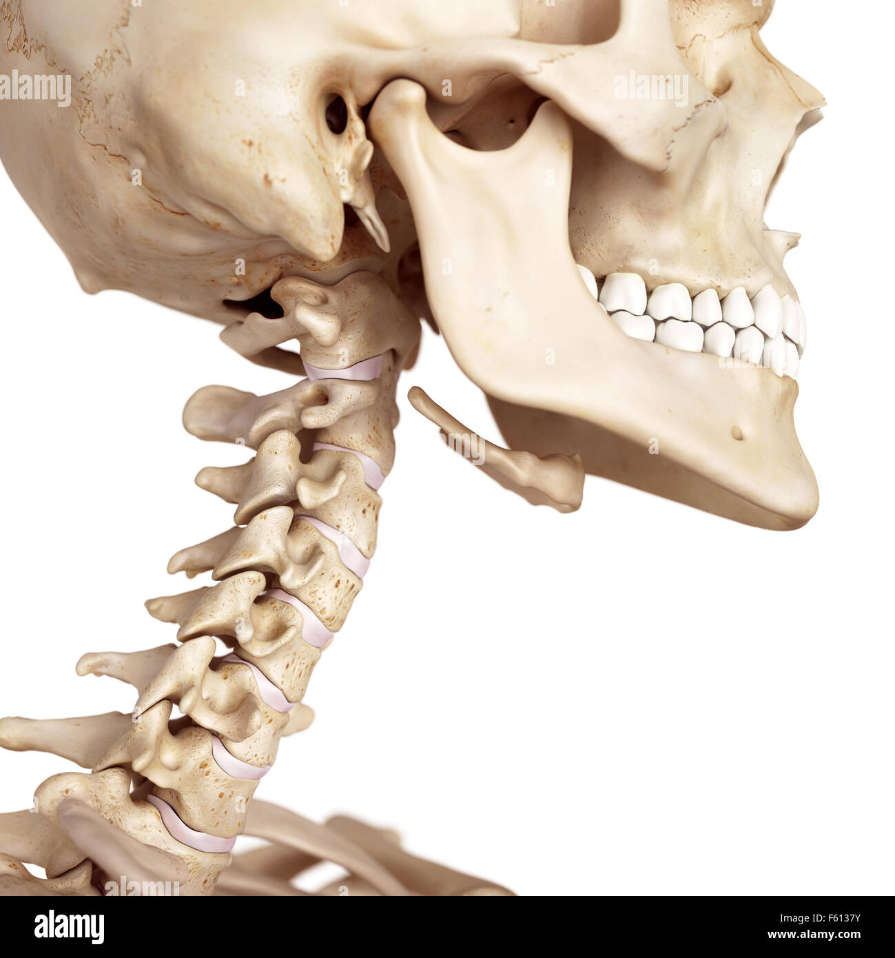 medical accurate illustration of the skull and neck Stock Photo - Alamy
