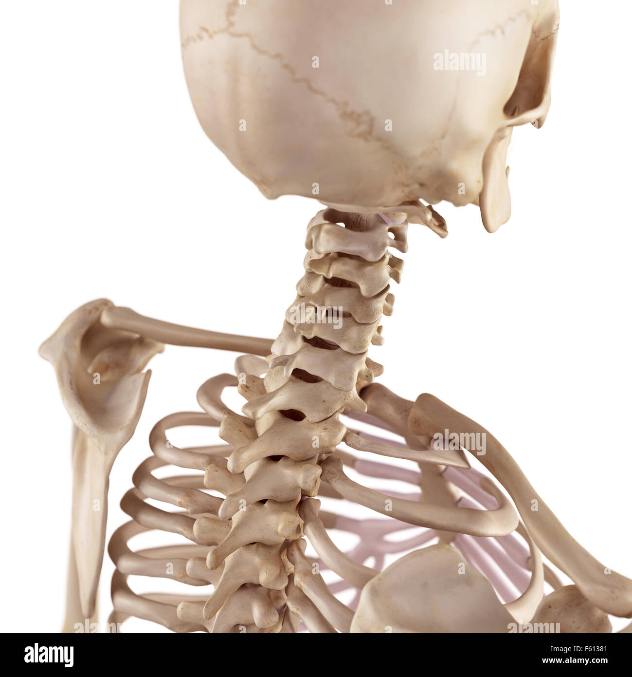 medical accurate illustration of the skull and neck Stock Photo - Alamy