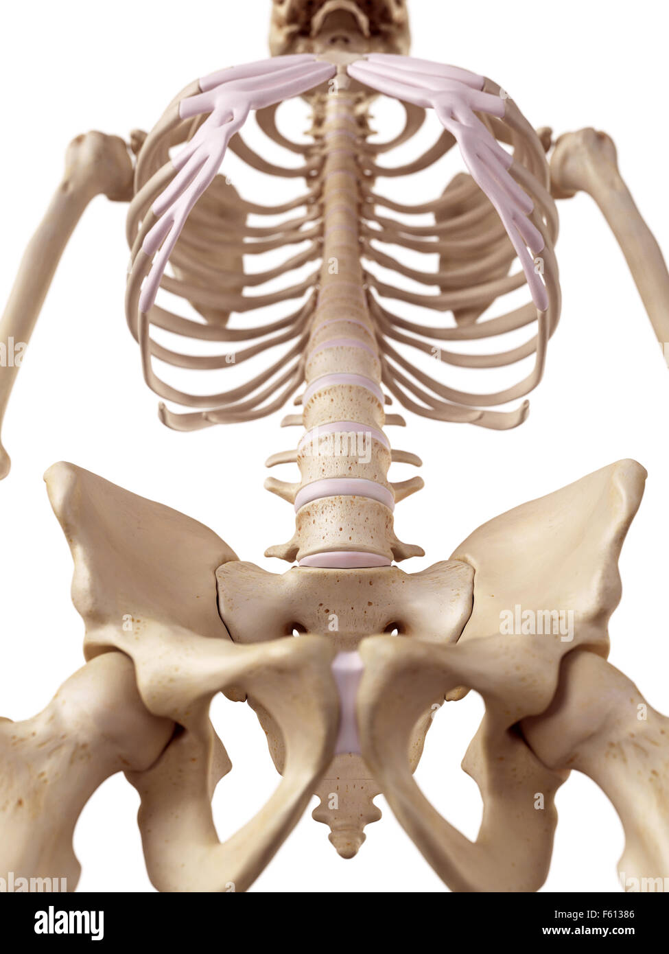 Human spine bone man hi-res stock photography and images - Alamy