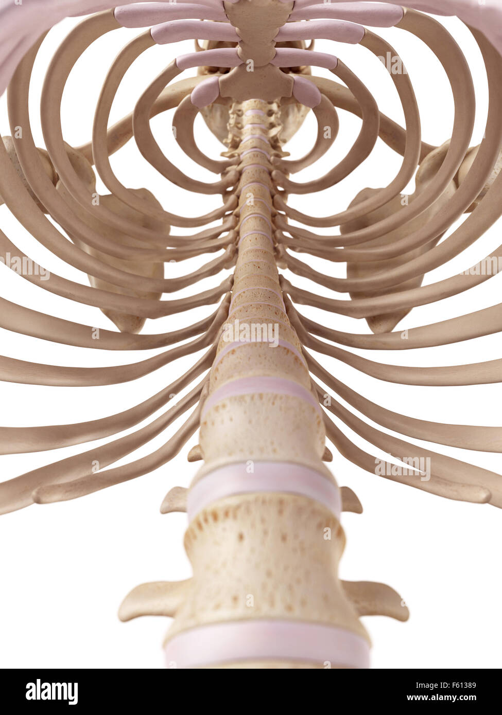 medical accurate illustration of the spine Stock Photo - Alamy