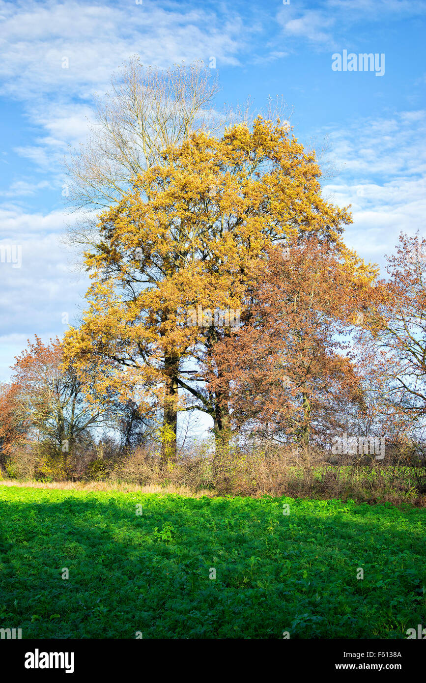 Green hills of bavaria hi-res stock photography and images - Alamy