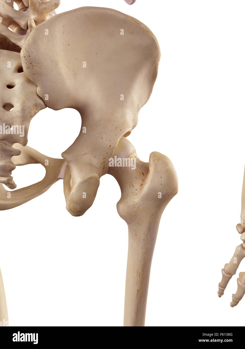 Posterior hip hi-res stock photography and images - Alamy