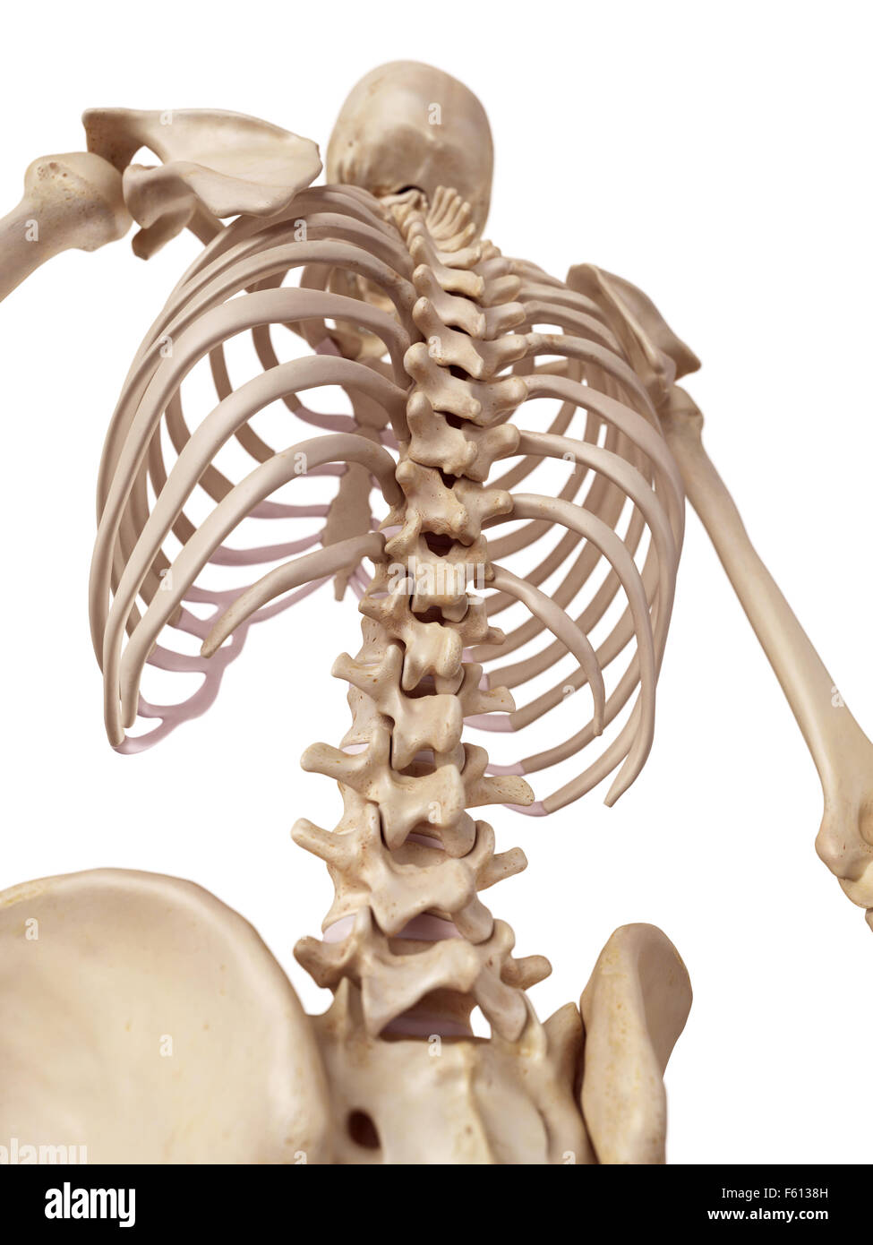 medical accurate illustration of the spine Stock Photo - Alamy