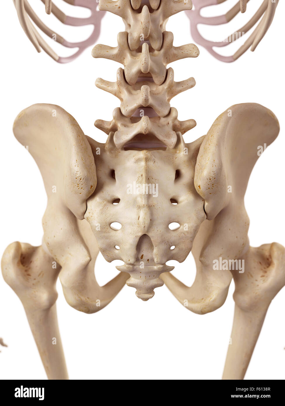 Human sacrum hi-res stock photography and images - Alamy