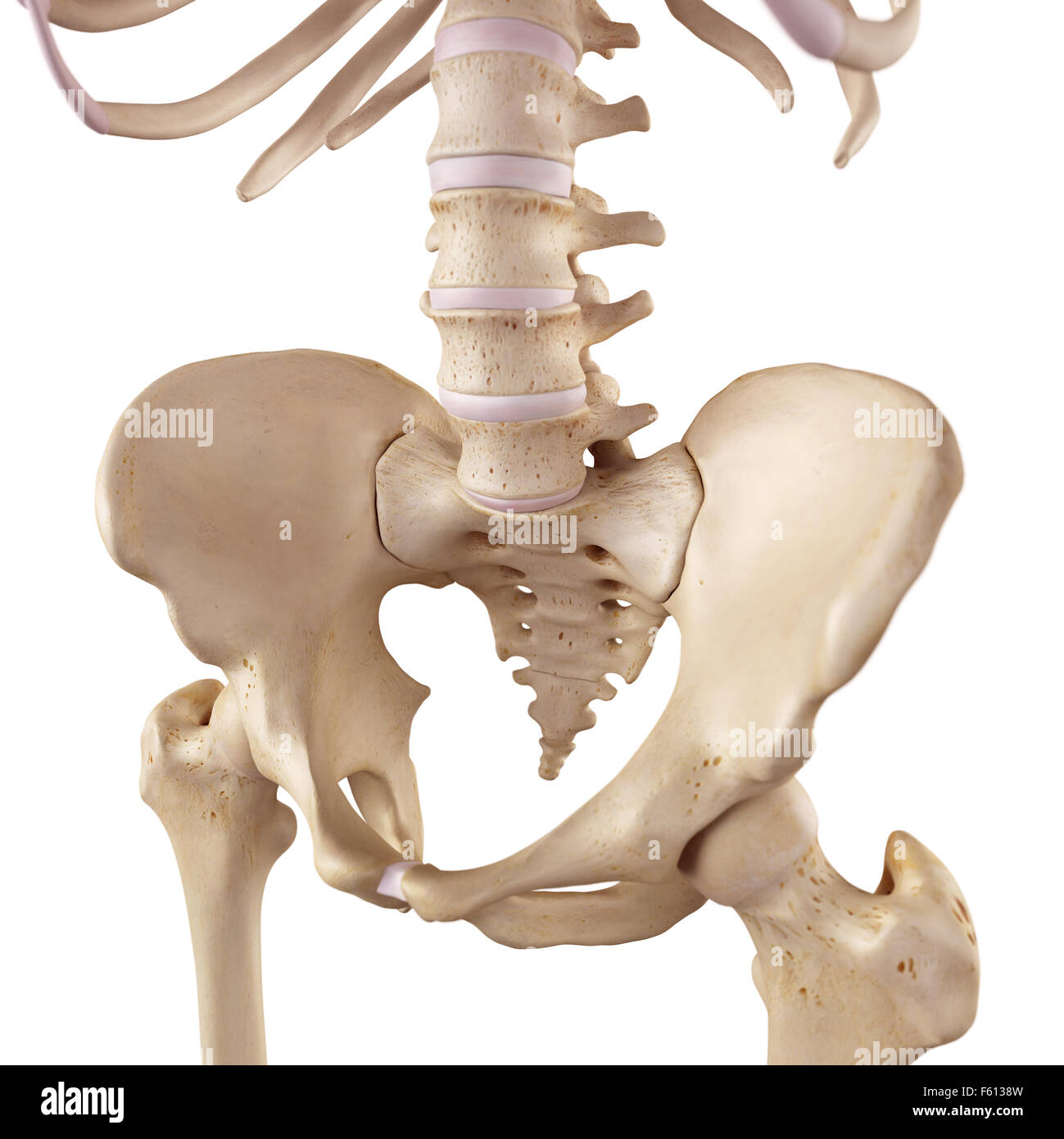 medical accurate illustration of the sacrum Stock Photo - Alamy