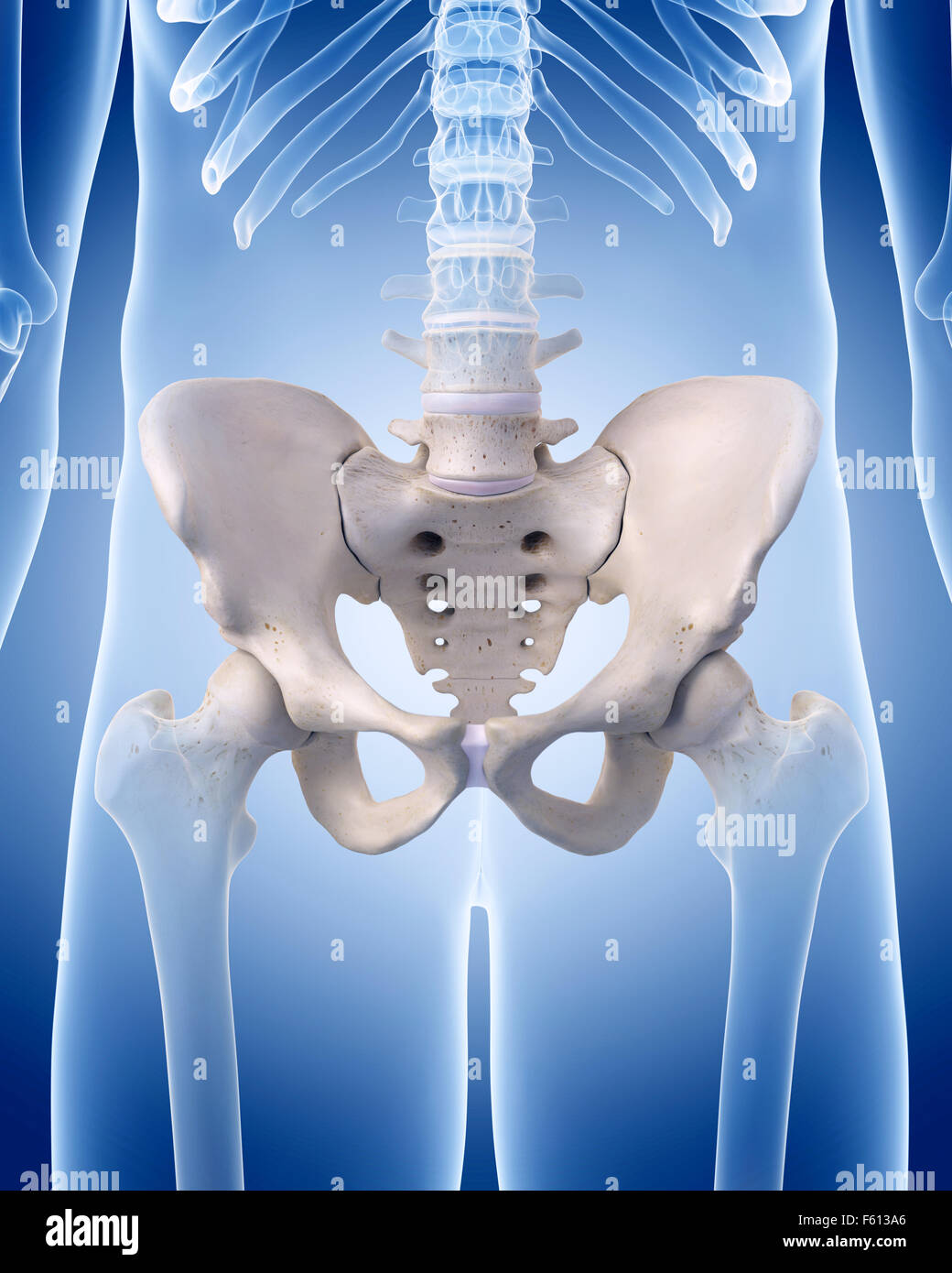 Posterior hip hi-res stock photography and images - Alamy