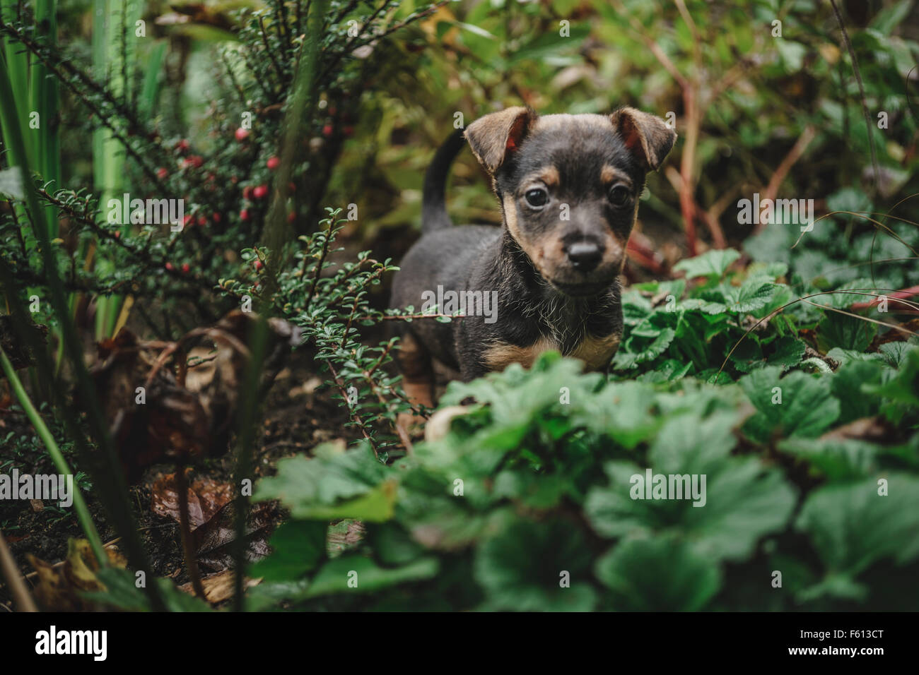Jack russell terrier outdoors hi-res stock photography and images - Alamy
