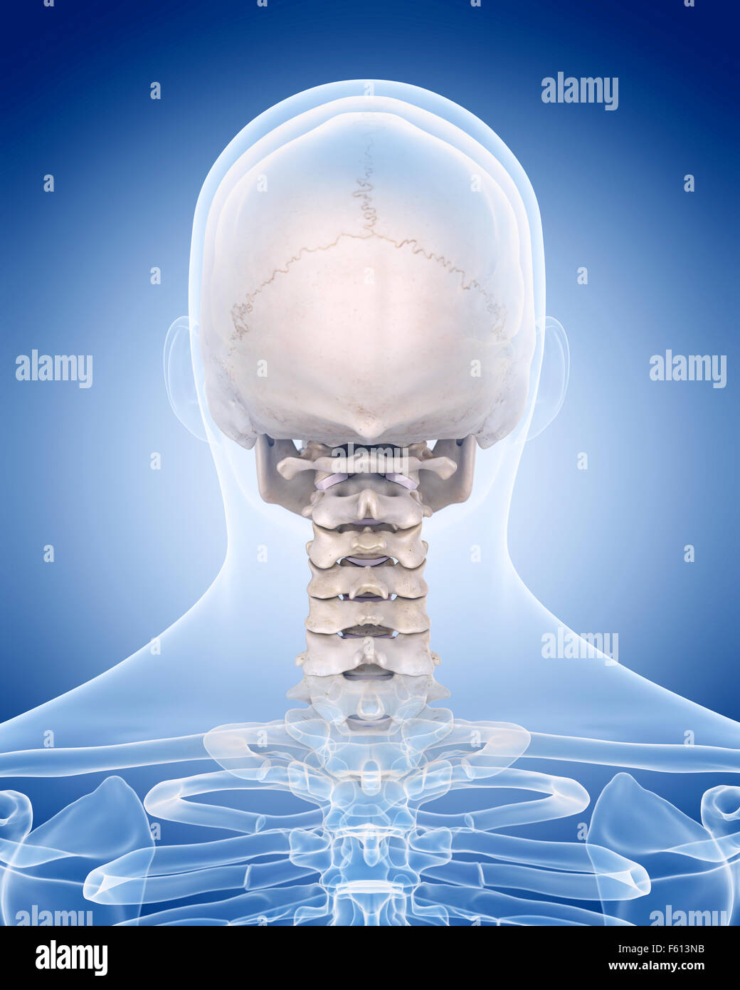 Posterior cervical bone hi-res stock photography and images - Alamy