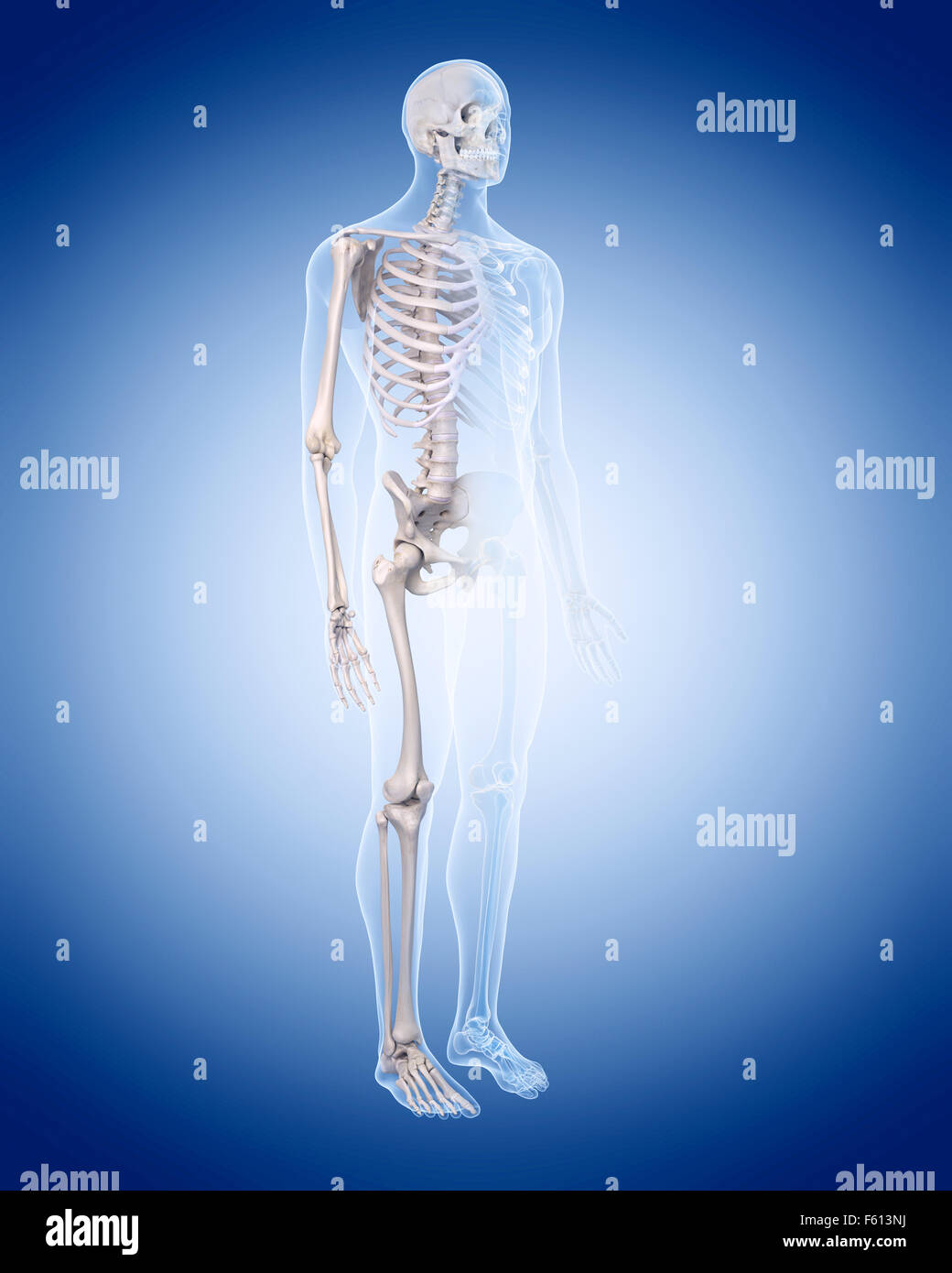 Male human skeleton hi-res stock photography and images - Alamy
