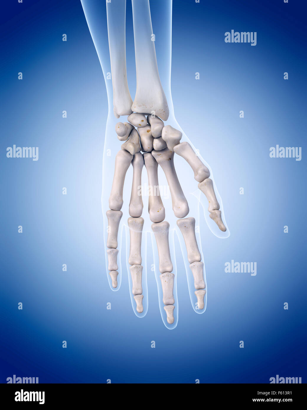 medically accurate illustration of the human skeleton - the hand Stock ...